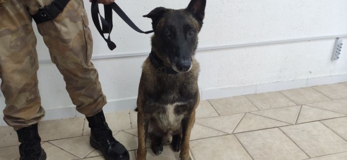 K9 Maxx: saiba como funciona o trabalho do cão policial na cidade de ...